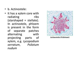Types of stele and stelar evolution | PDF | Biological Sciences | Science