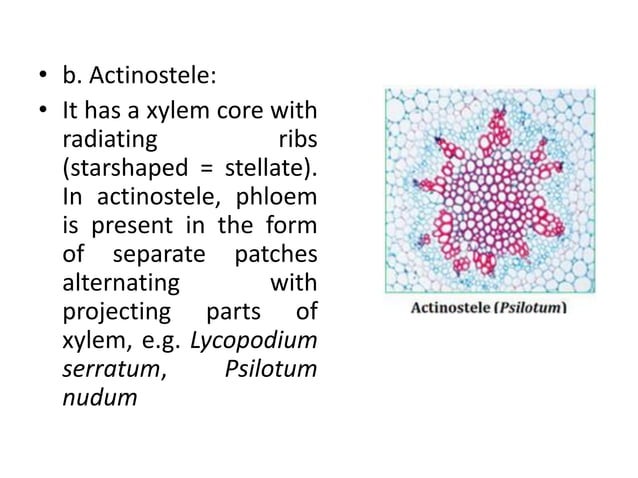 Types of stele and stelar evolution | PDF | Biological Sciences | Science