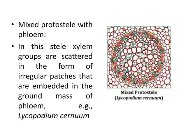Types of stele and stelar evolution | PDF | Biological Sciences | Science