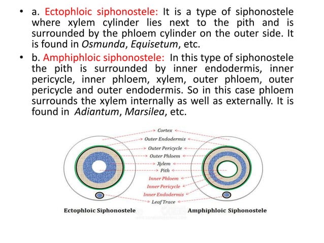 Types of stele and stelar evolution | PDF | Biological Sciences | Science