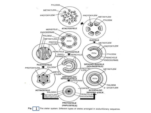 Types of stele and stelar evolution | PPT