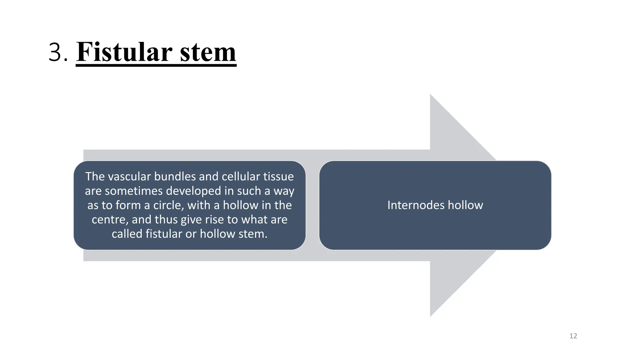 Types of stem by Sarah Ashfaq , Botanist | PPTX
