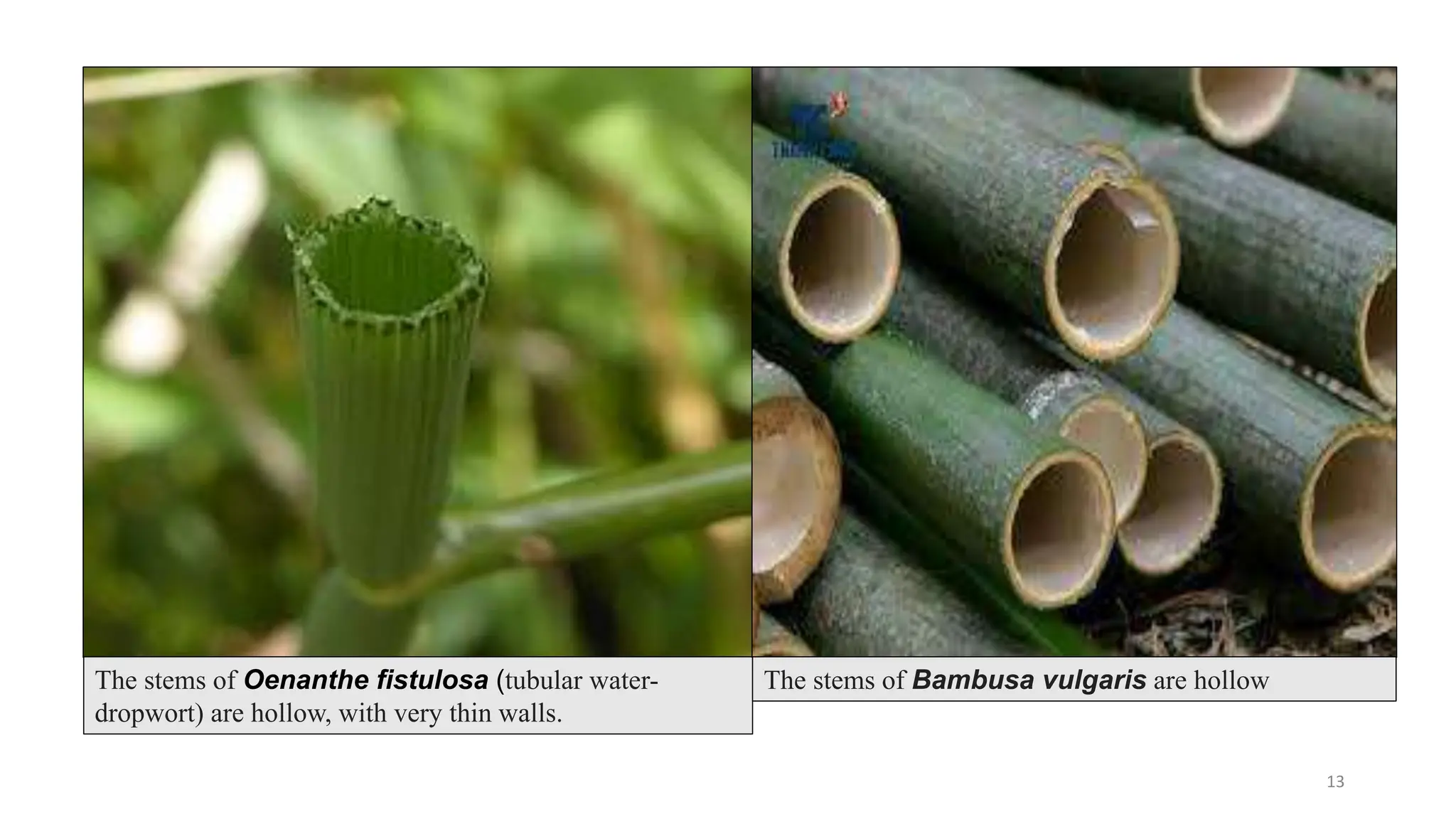Types of stem by Sarah Ashfaq , Botanist | PPTX
