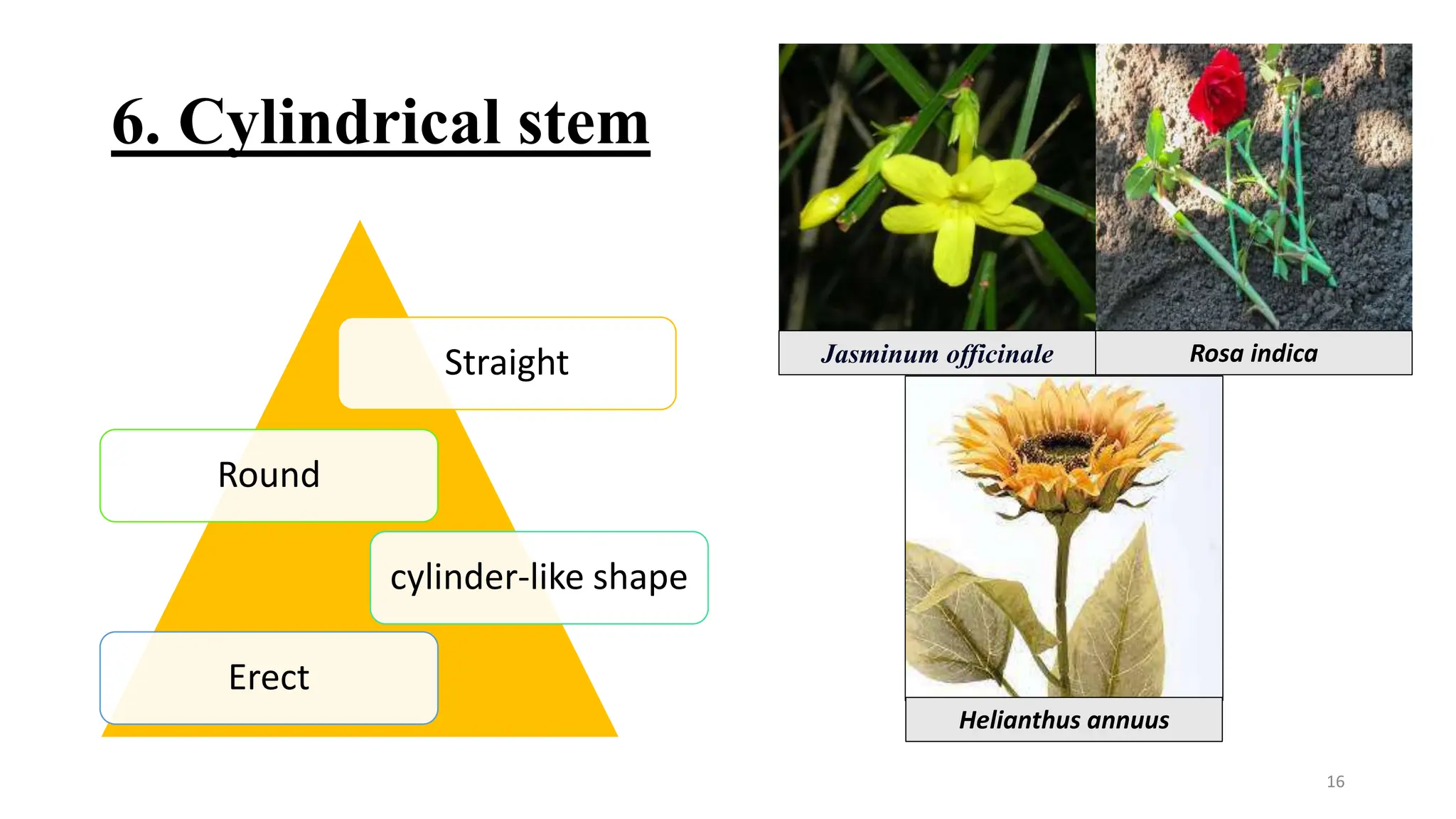 Types of stem by Sarah Ashfaq , Botanist | PPTX