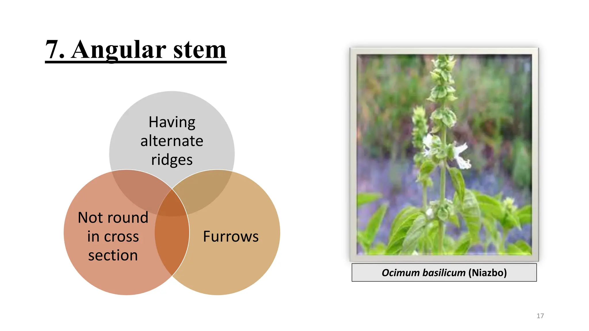 Types of stem by Sarah Ashfaq , Botanist | PPTX