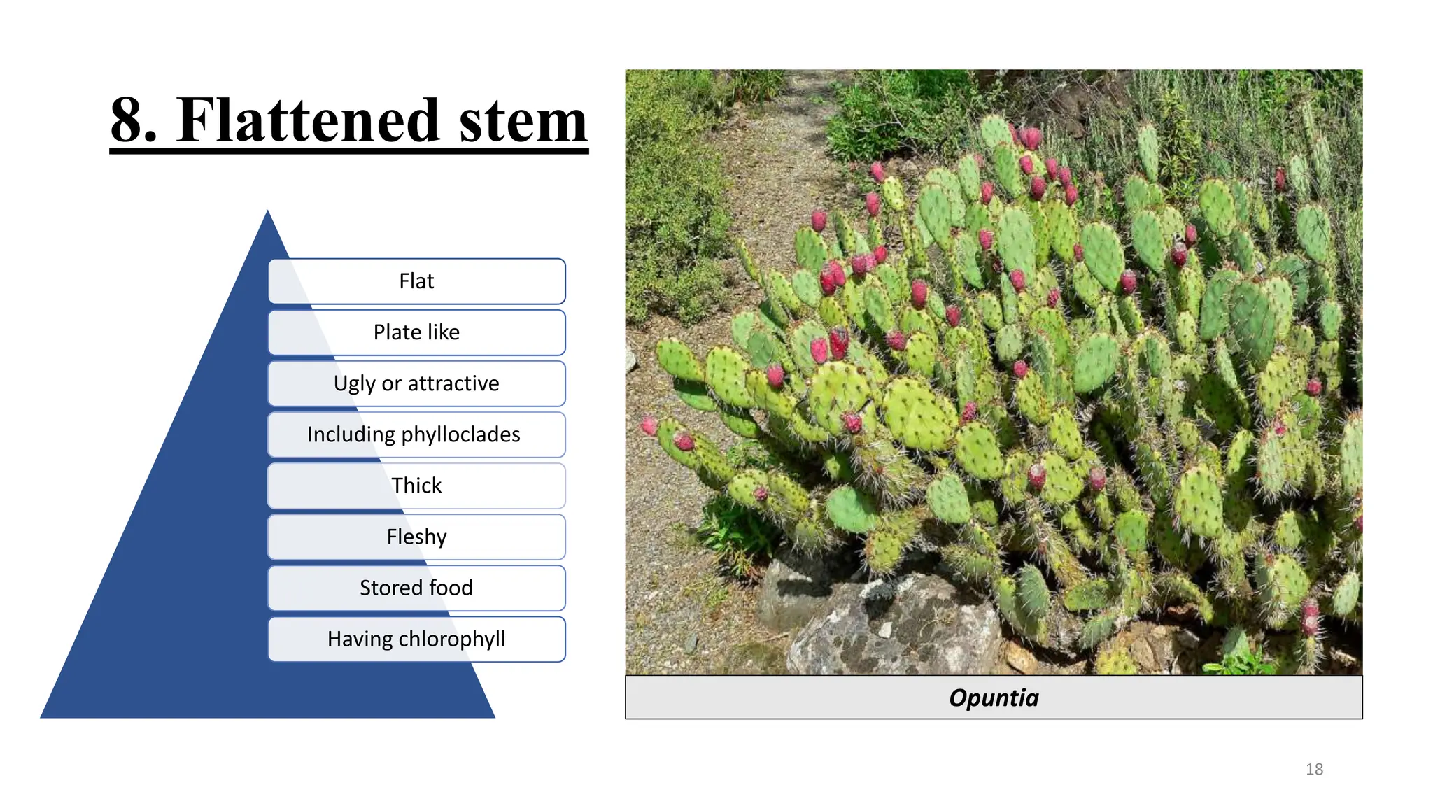 Types of stem by Sarah Ashfaq , Botanist | PPTX