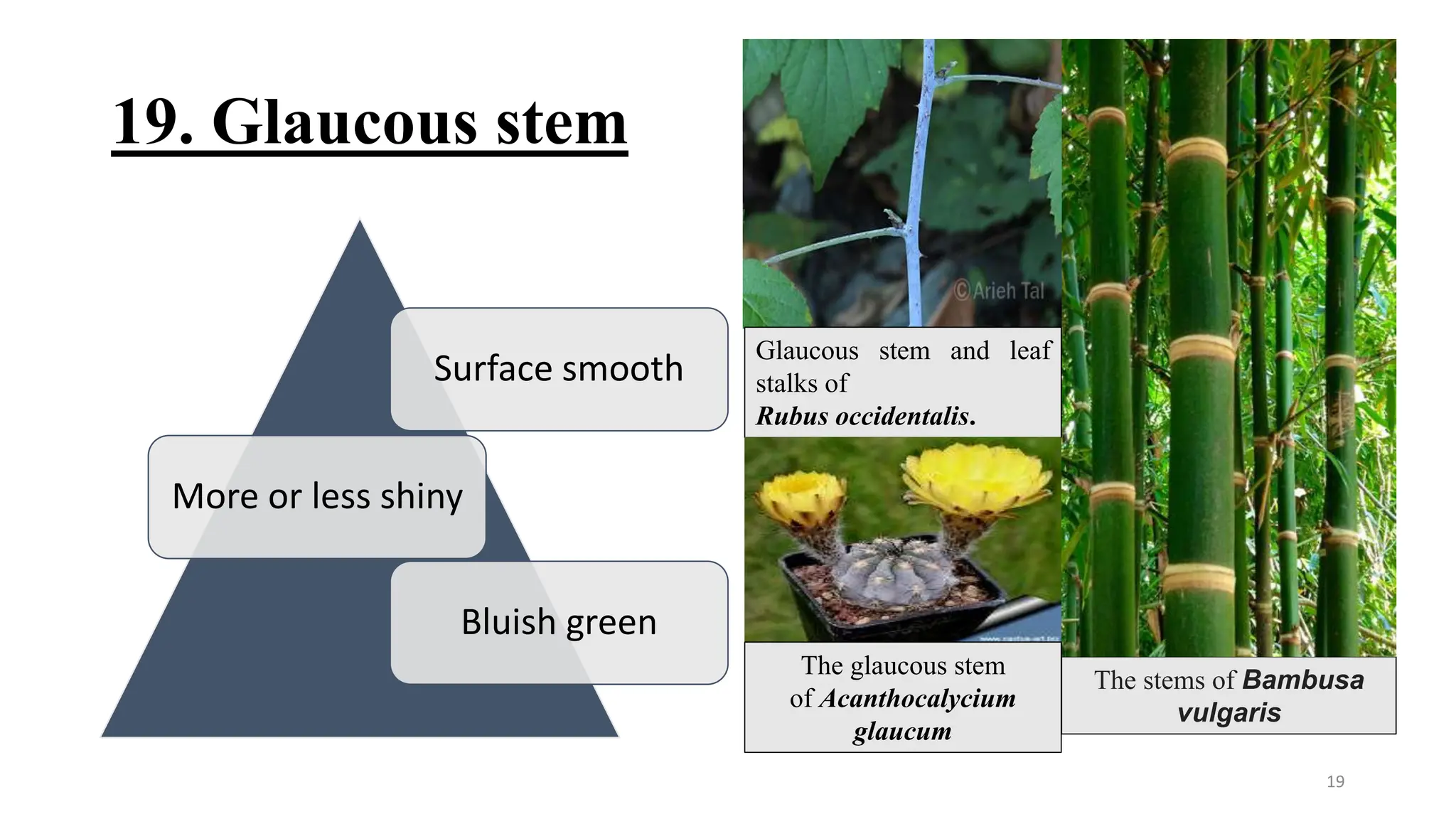 Types of stem by Sarah Ashfaq , Botanist | PPTX