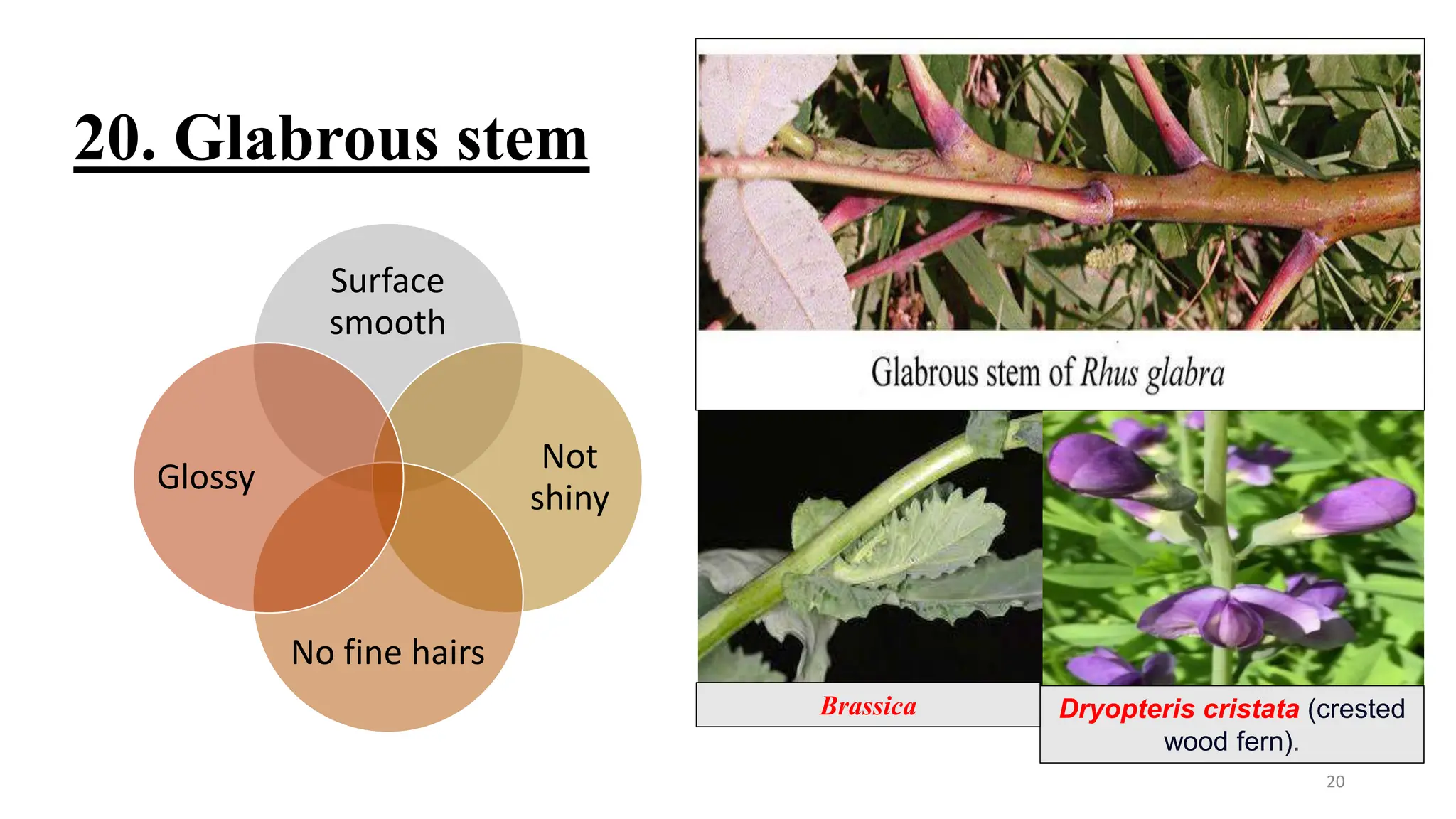 Types of stem by Sarah Ashfaq , Botanist | PPTX