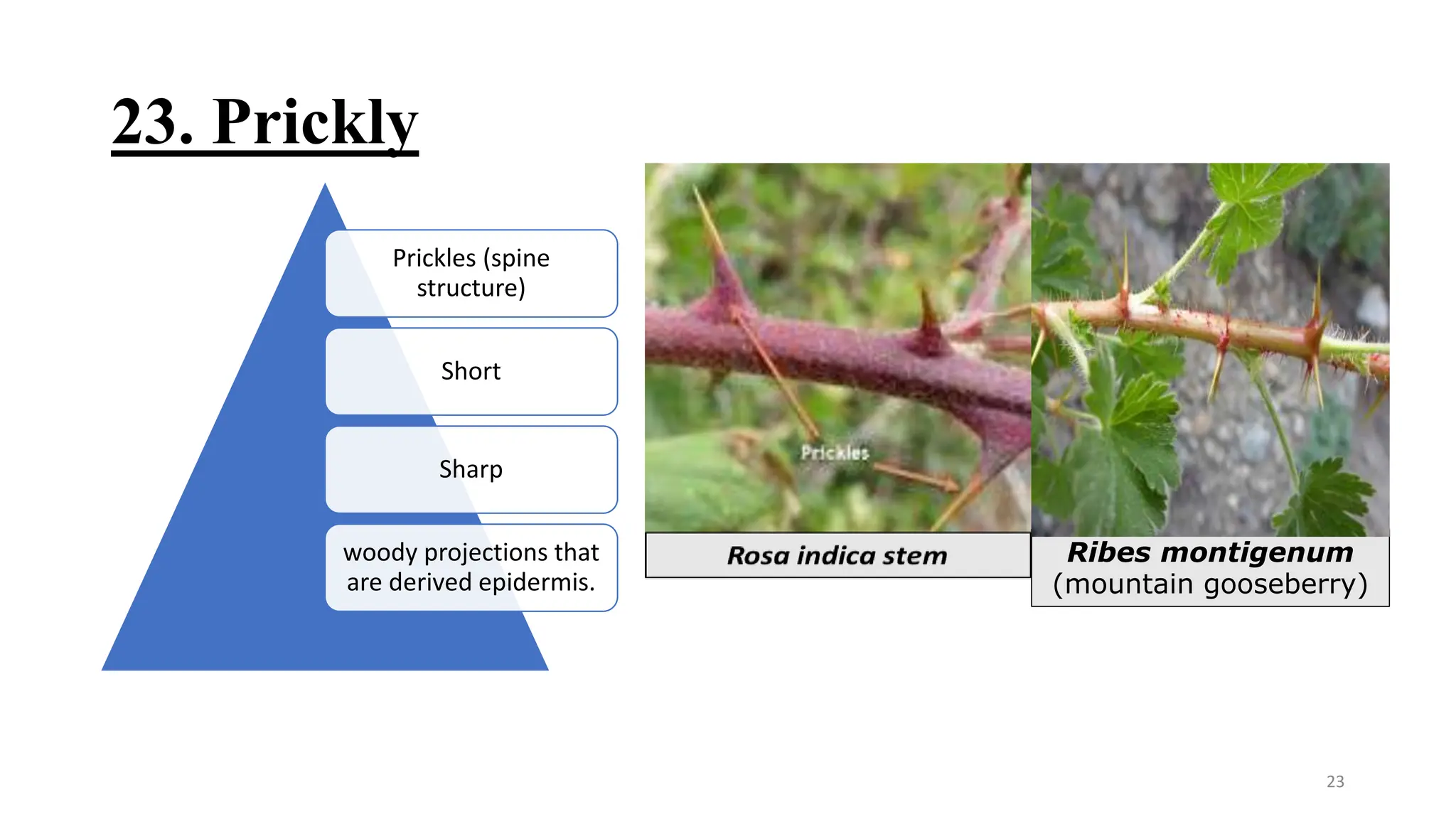 Types of stem by Sarah Ashfaq , Botanist | PPTX