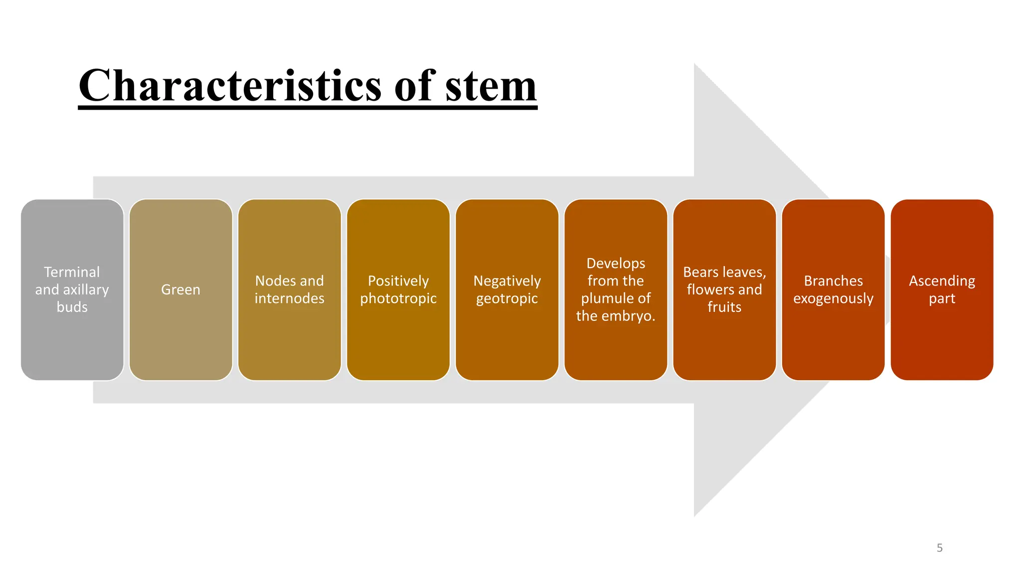 Types of stem by Sarah Ashfaq , Botanist | PPTX