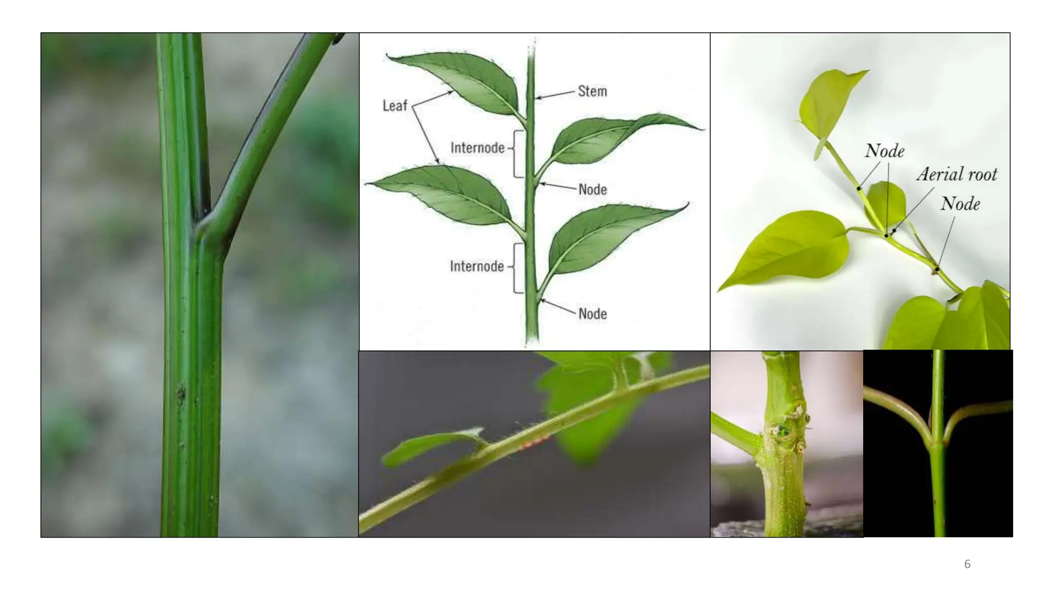 Types of stem by Sarah Ashfaq , Botanist | PPTX