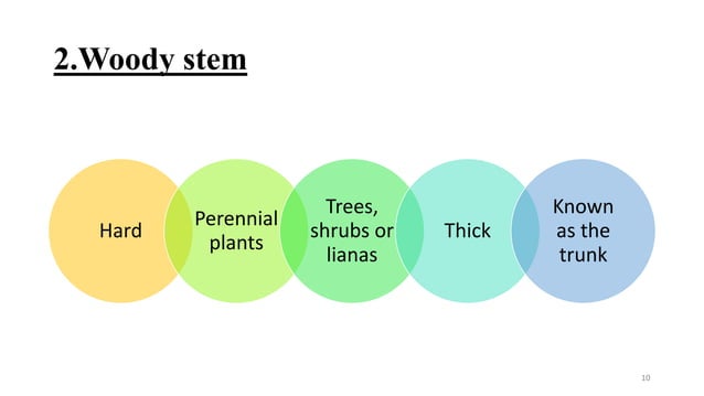 Types of stem by Sarah Ashfaq , Botanist | PPTX