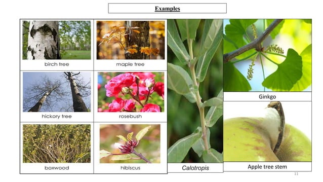 Types of stem by Sarah Ashfaq , Botanist | PPTX