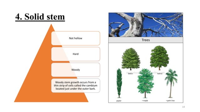 Types of stem by Sarah Ashfaq , Botanist | PPTX