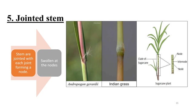 Types of stem by Sarah Ashfaq , Botanist | PPTX