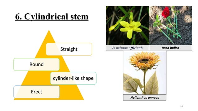 Types of stem by Sarah Ashfaq , Botanist | PPTX