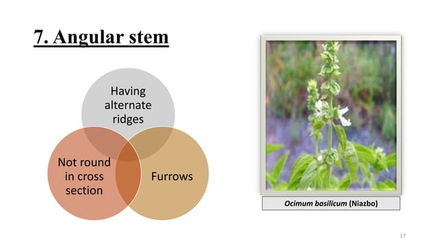 Types of stem by Sarah Ashfaq , Botanist | PPTX