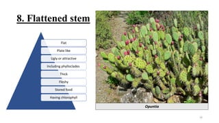 Types of stem by Sarah Ashfaq , Botanist | PPTX