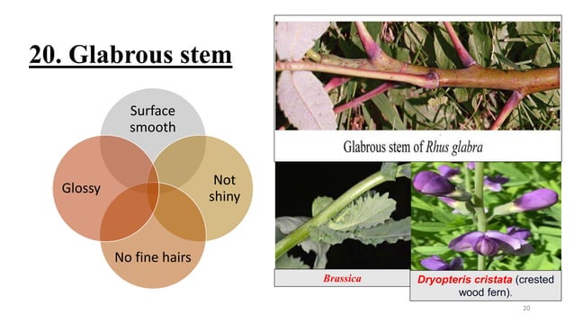 Types of stem by Sarah Ashfaq , Botanist | PPTX