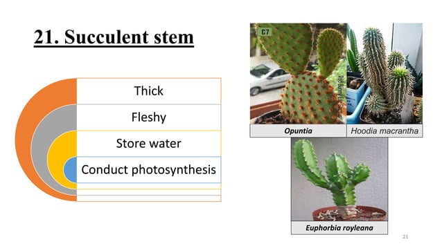 Types of stem by Sarah Ashfaq , Botanist | PPTX