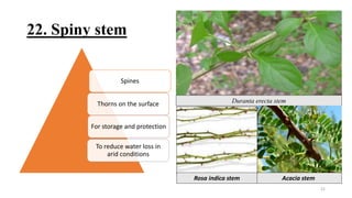 Types of stem by Sarah Ashfaq , Botanist | PPTX