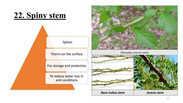 Types of stem by Sarah Ashfaq , Botanist | PPTX