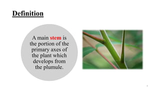 Types of stem by Sarah Ashfaq , Botanist | PPTX