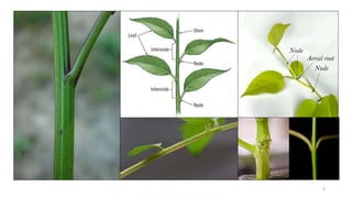 Types of stem by Sarah Ashfaq , Botanist | PPTX