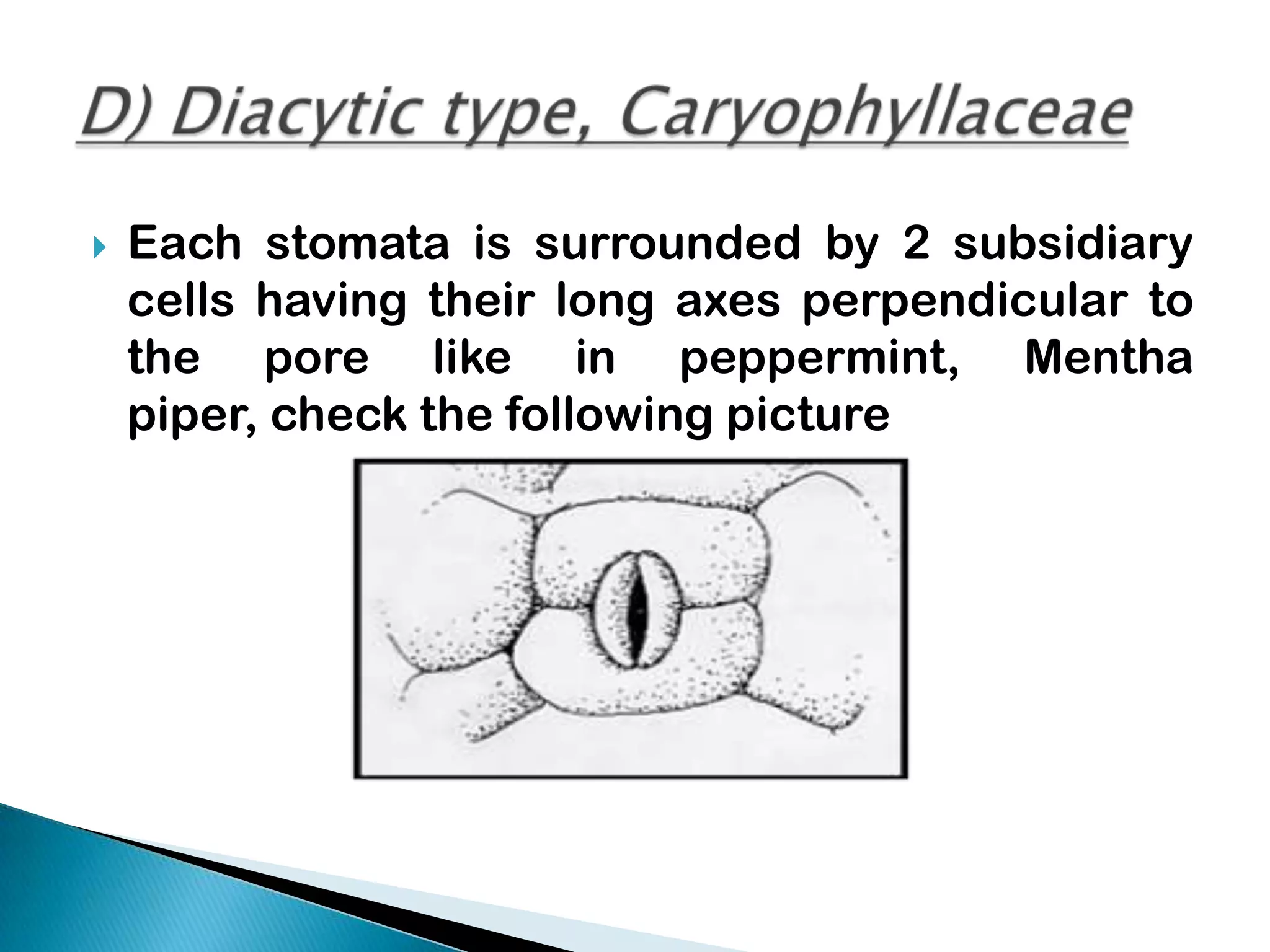 Types of stomata | PPTX