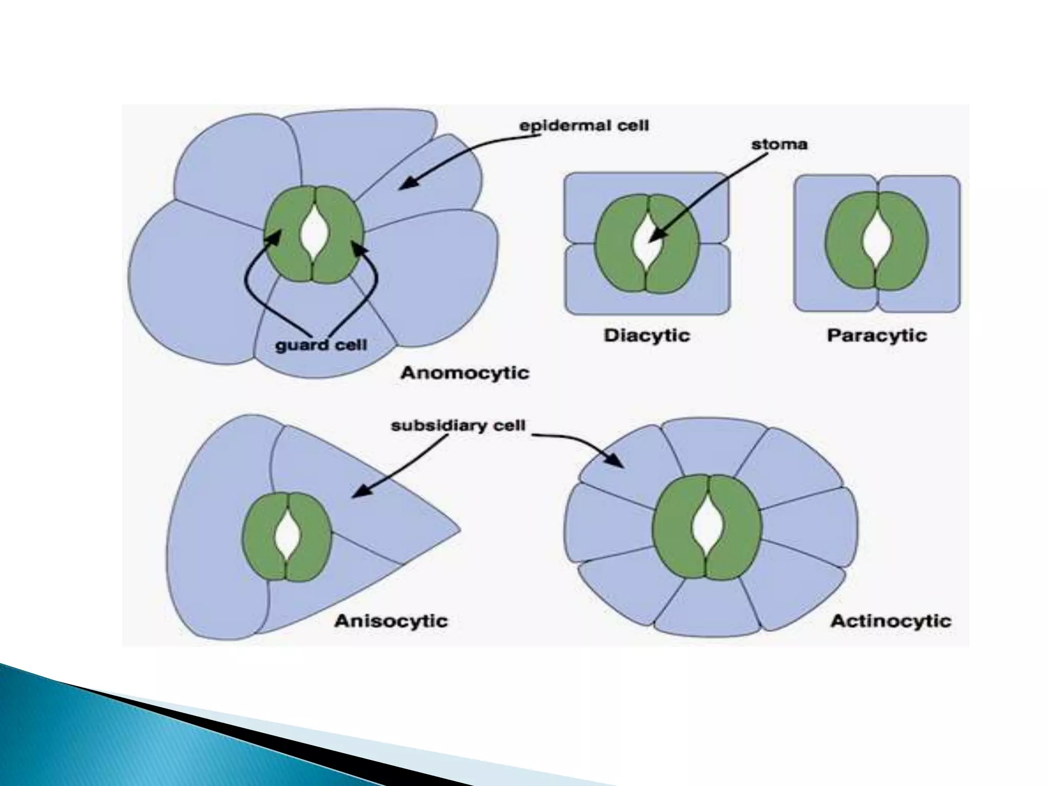Types of stomata | PPTX