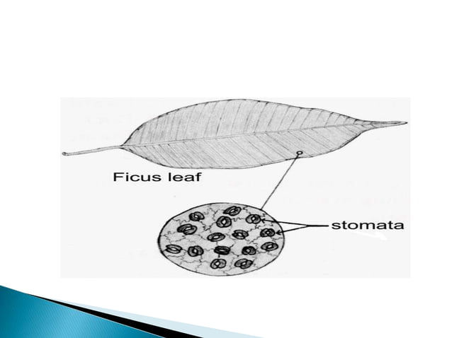 Types of stomata | PPTX