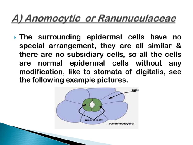 Types of stomata | PPTX