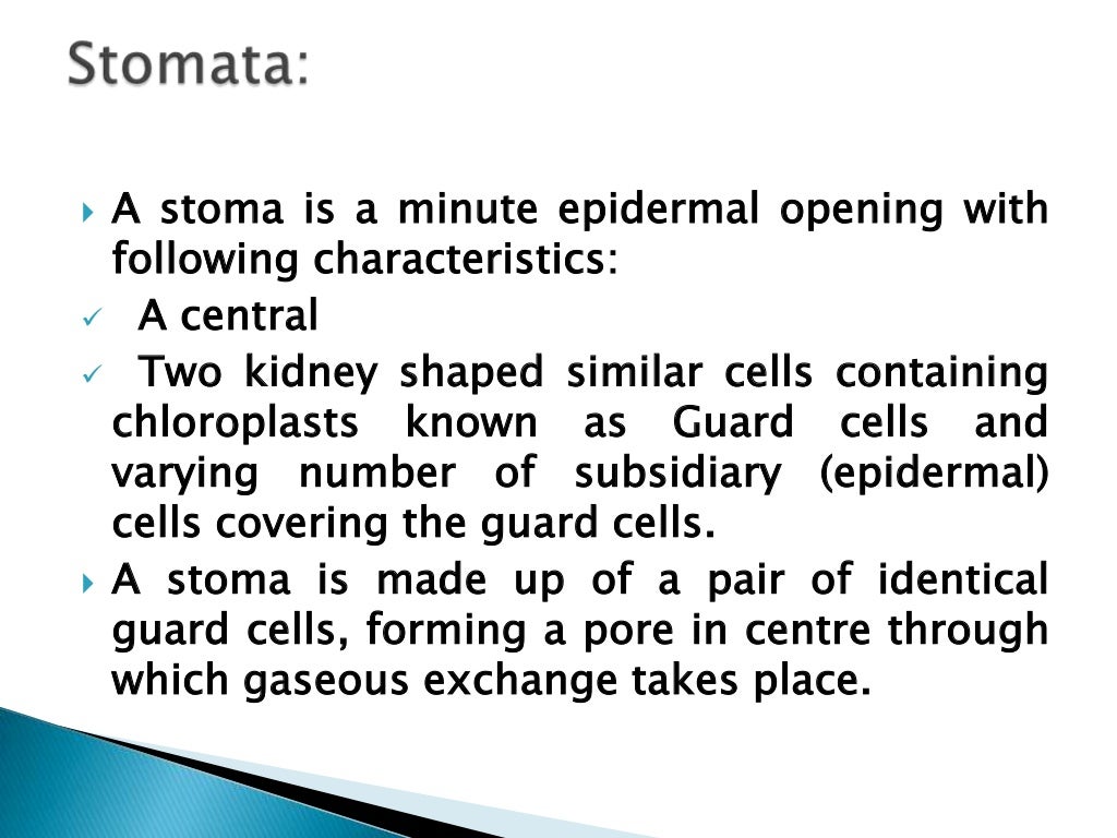 Types of stomata