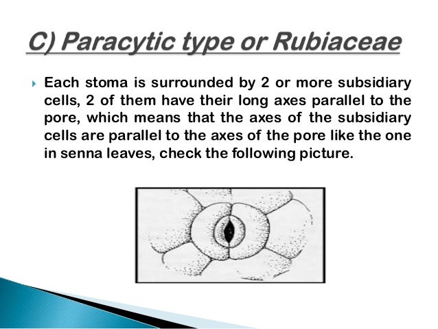 Types of stomata