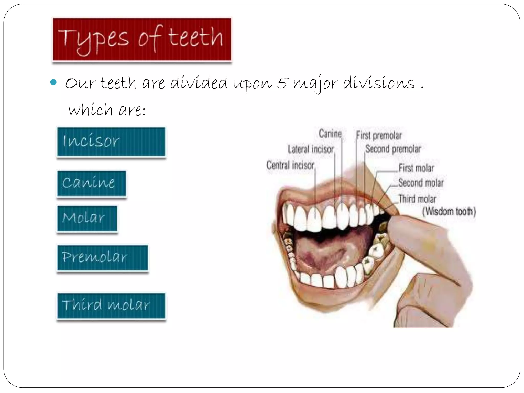 Types of teeth | PPTX