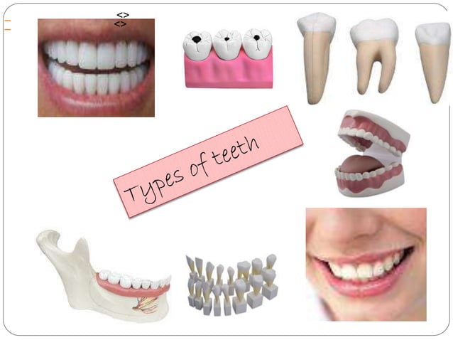 Types of teeth | PPTX | Oral care | Personal Care