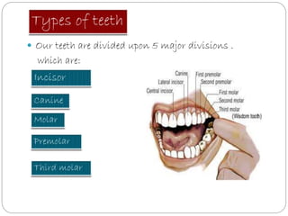 Types of teeth | PPTX