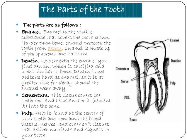 Types of teeth