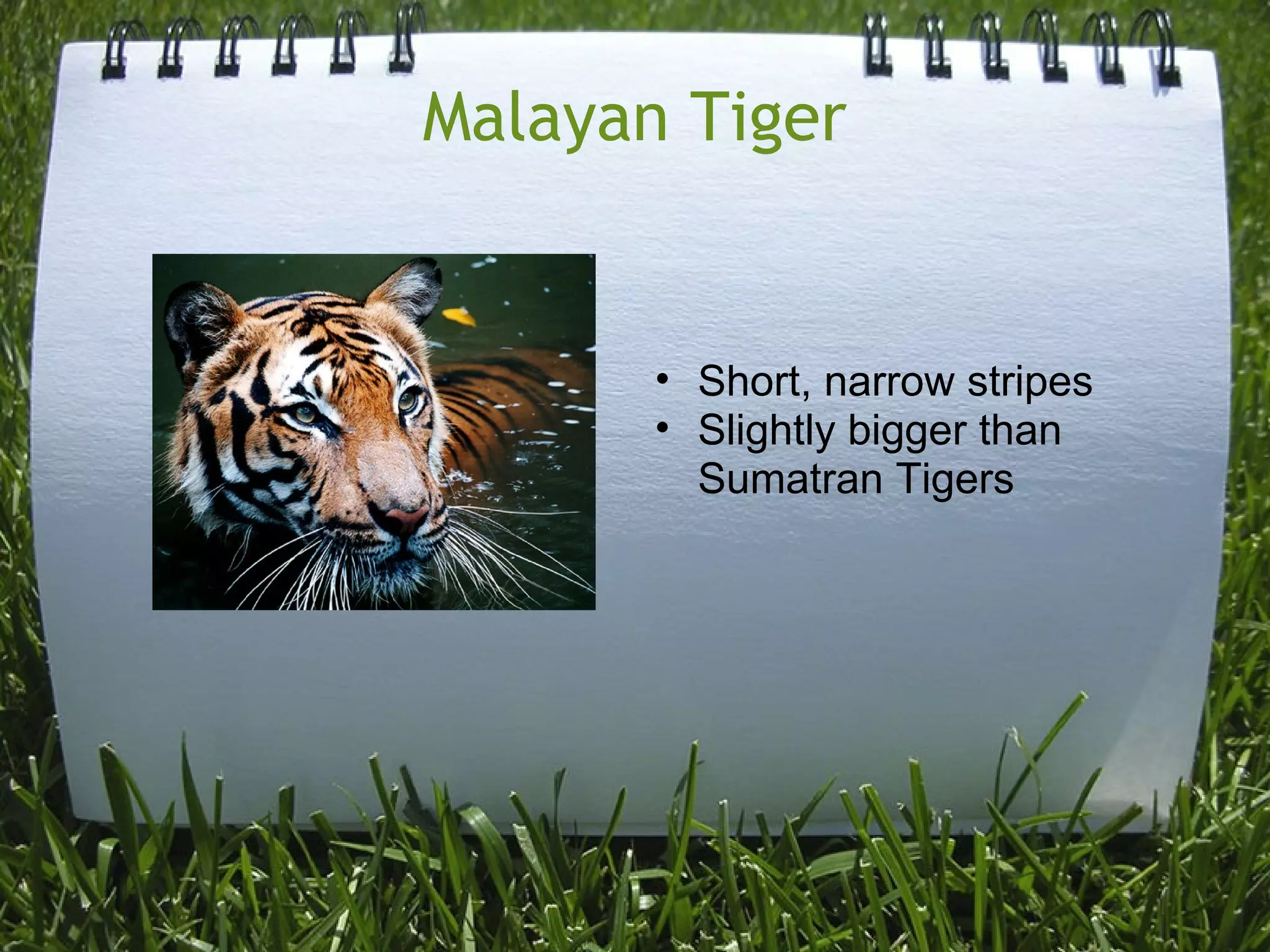 Types of Tigers | PPT