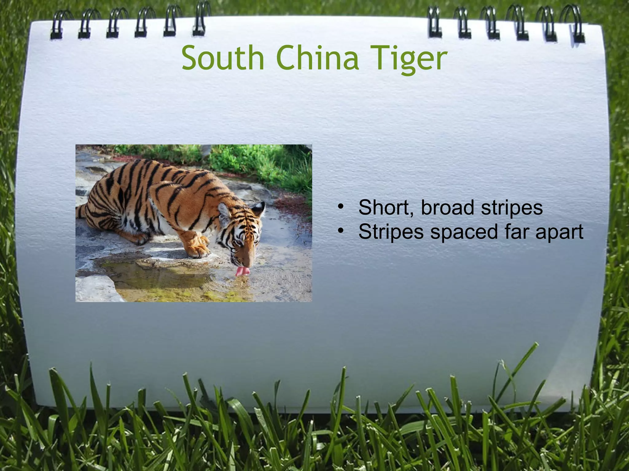 Types of Tigers | PPT