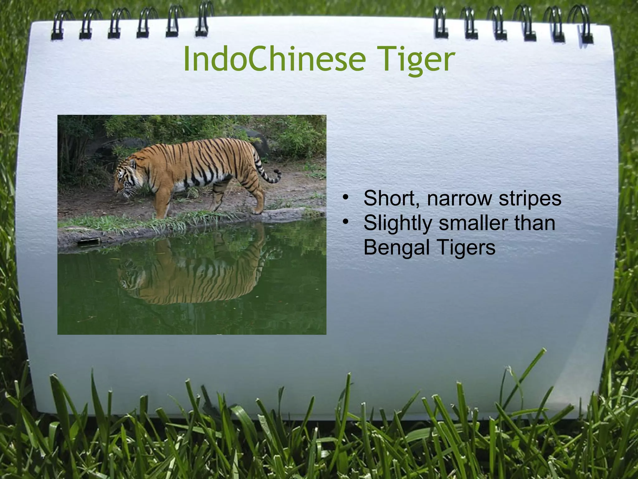 Types of Tigers | PPT
