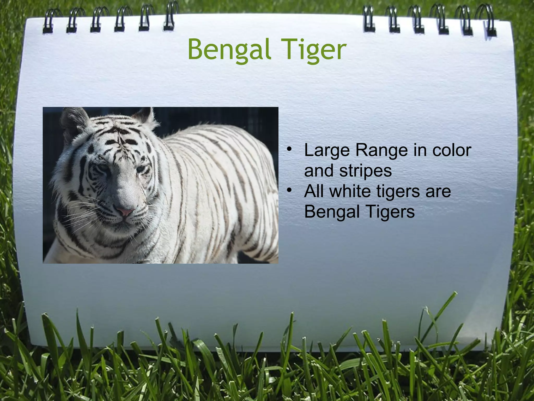 Types of Tigers | PPT