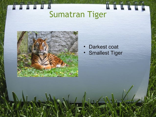 Types of Tigers | PPT