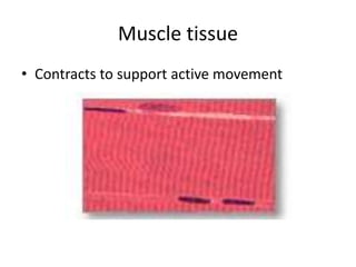 Types of tissue in the body | PPTX