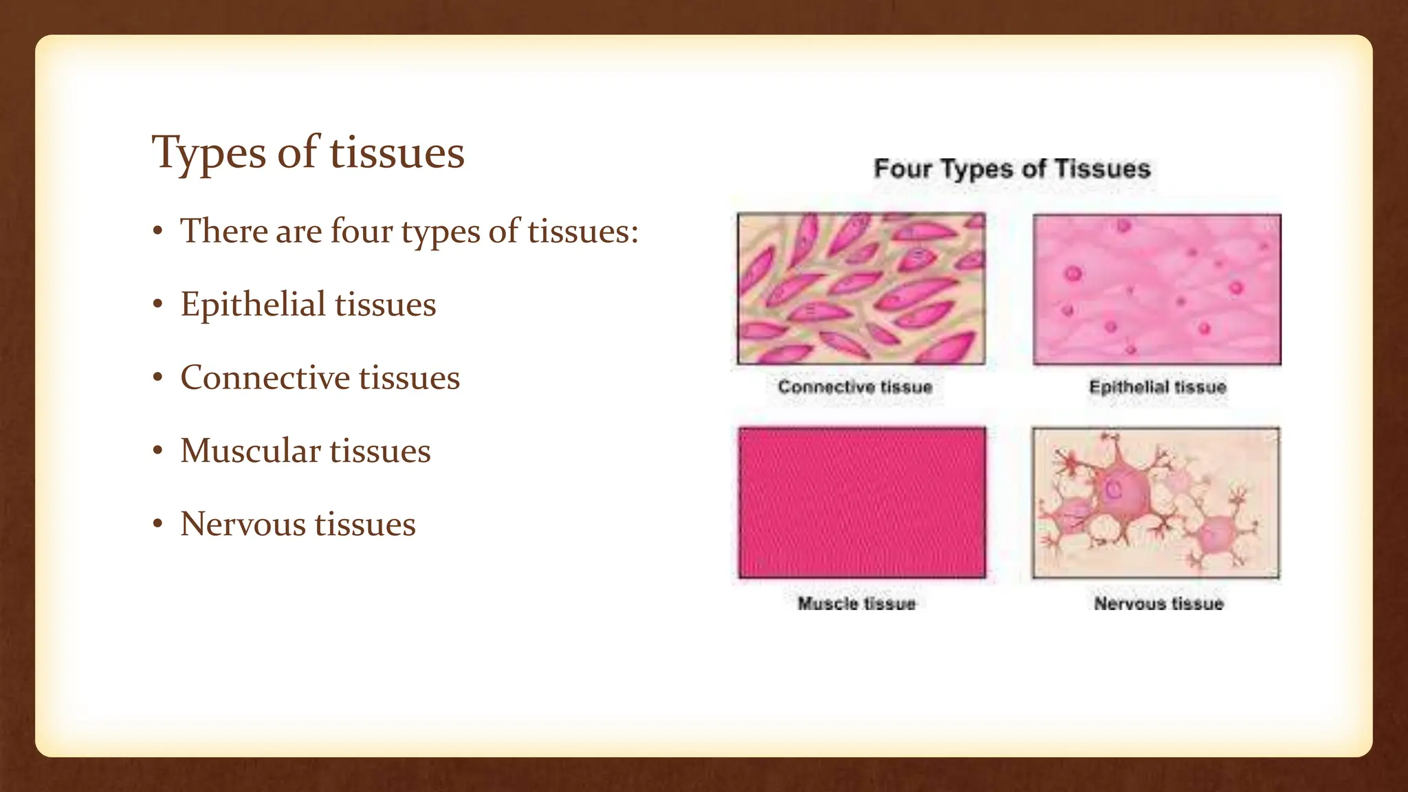 Types of tissues and their types (with diagrams) | PPTX