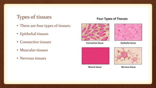 Types of tissues and their types (with diagrams) | PPTX
