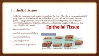 Types of tissues and their types (with diagrams) | PPTX