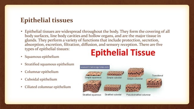 Types of tissues and their types (with diagrams) | PPTX