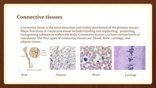 Types of tissues and their types (with diagrams) | PPTX