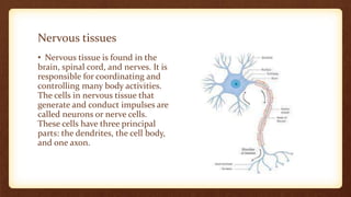 Types of tissues and their types (with diagrams) | PPTX